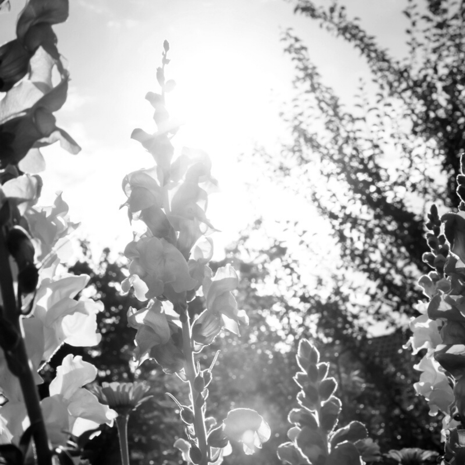 ONE SEED organic perfume